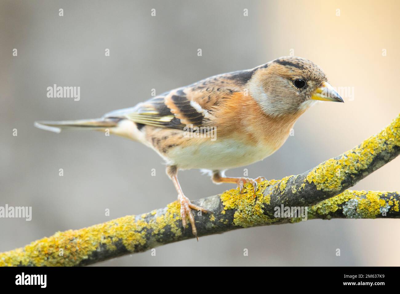 Side view of small chaffinch bird with colorful plumage sitting on thin ...