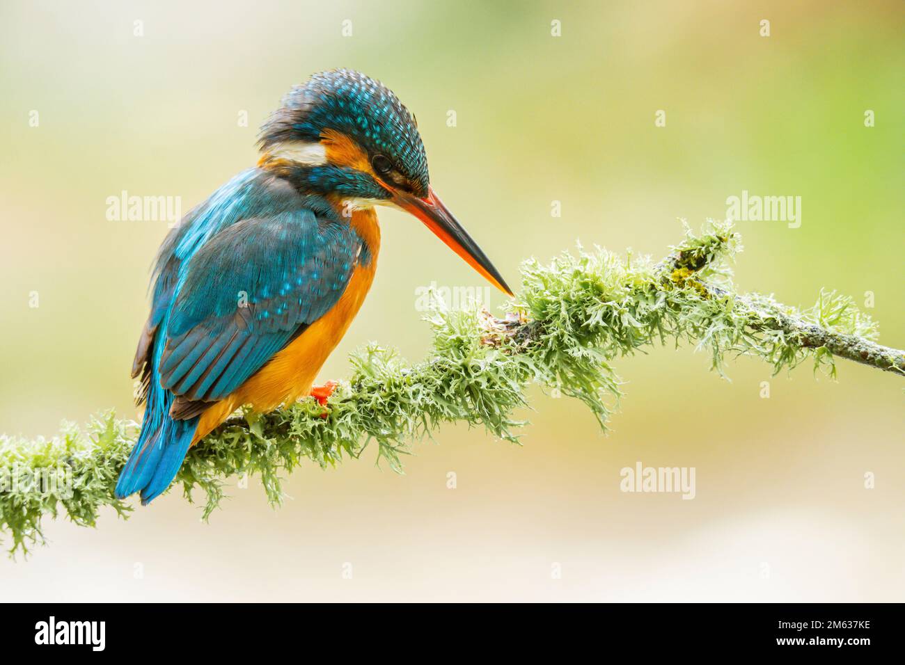 Closeup Kingfisher with orange feathers on chest and blue feathers on ...