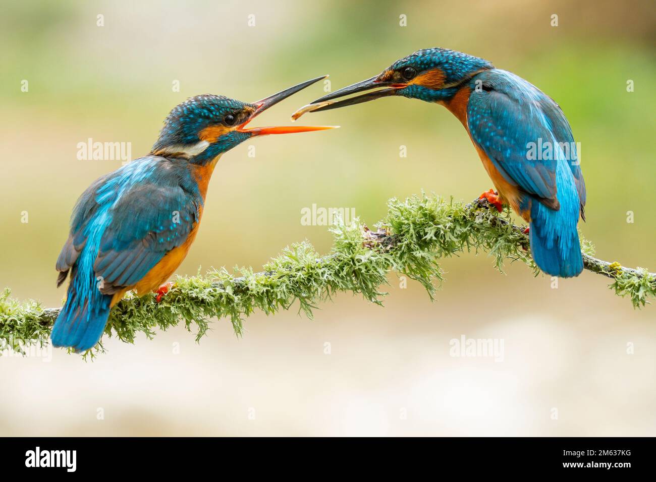 Side view of kingfisher with colorful plumage giving small fish to ...