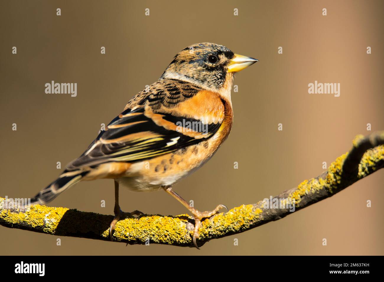 Side view of small chaffinch bird with colorful plumage sitting on thin ...