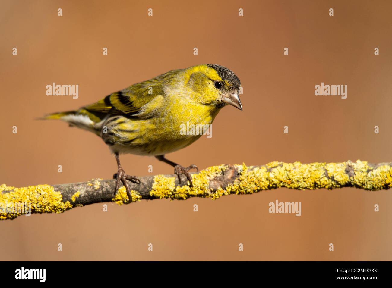 Cute male of Goldfinch Lugano bird with yellow plumage sitting on thin ...
