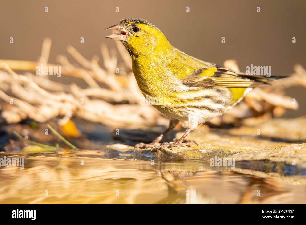 Small male of Goldfinch Lugano bird sitting on rough stones near calm ...