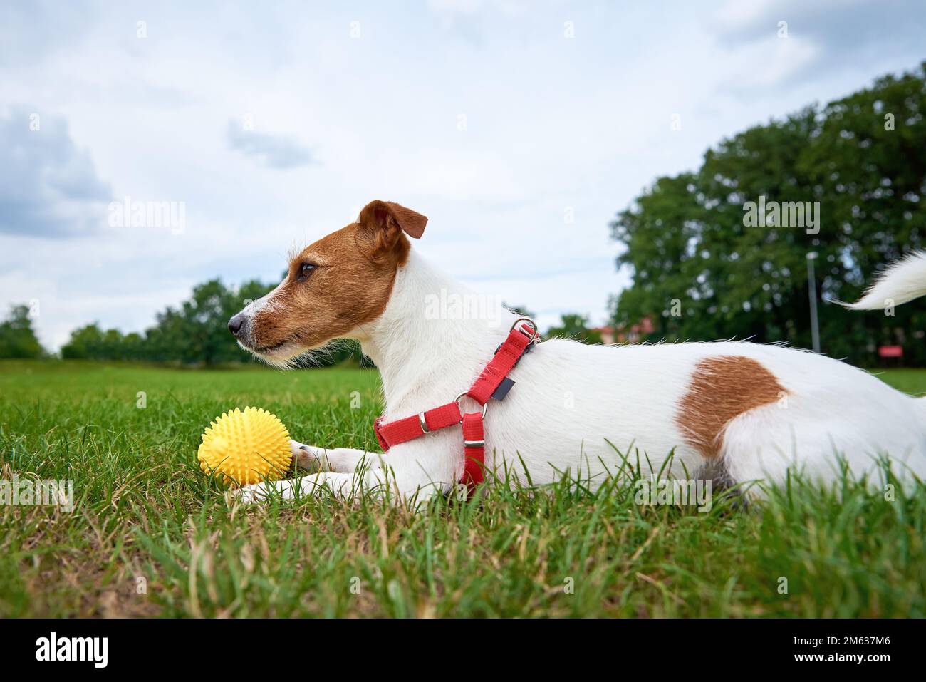 Cute active dog walking at green grass, playing with toy ball. Close up ...