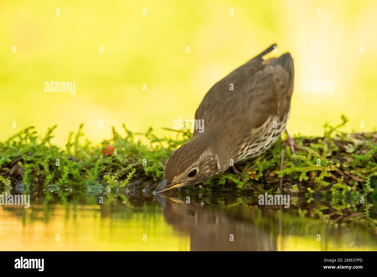 Cute small brown Song Thrush bird standing on grassy ground and ...
