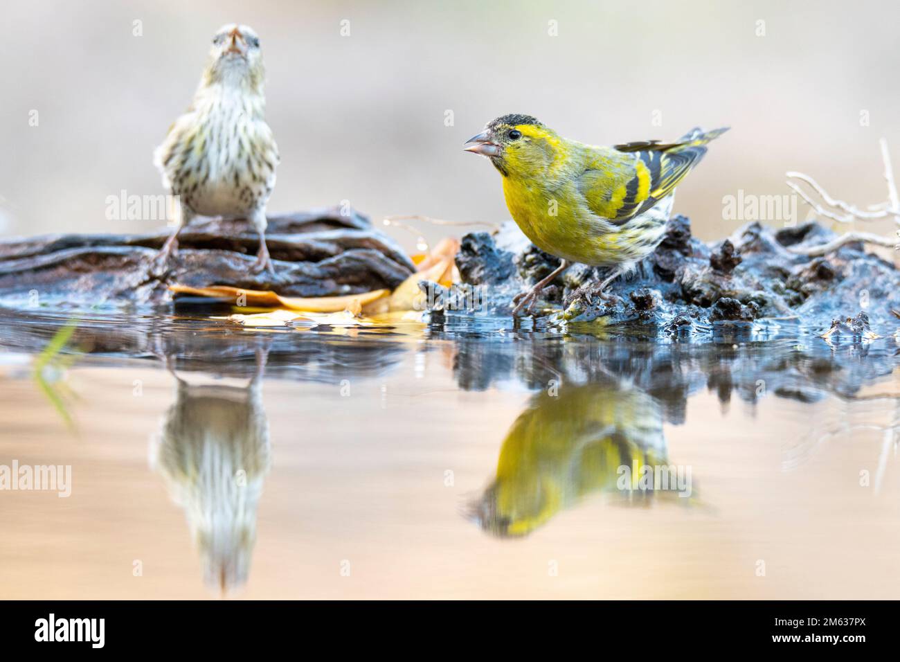 Pair of adorable male and female Eurasian siskin passerine birds ...