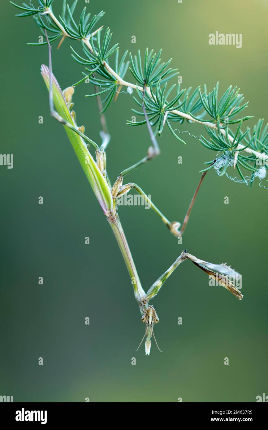 Side view closeup conehead mantis sitting on twig of green tree against ...