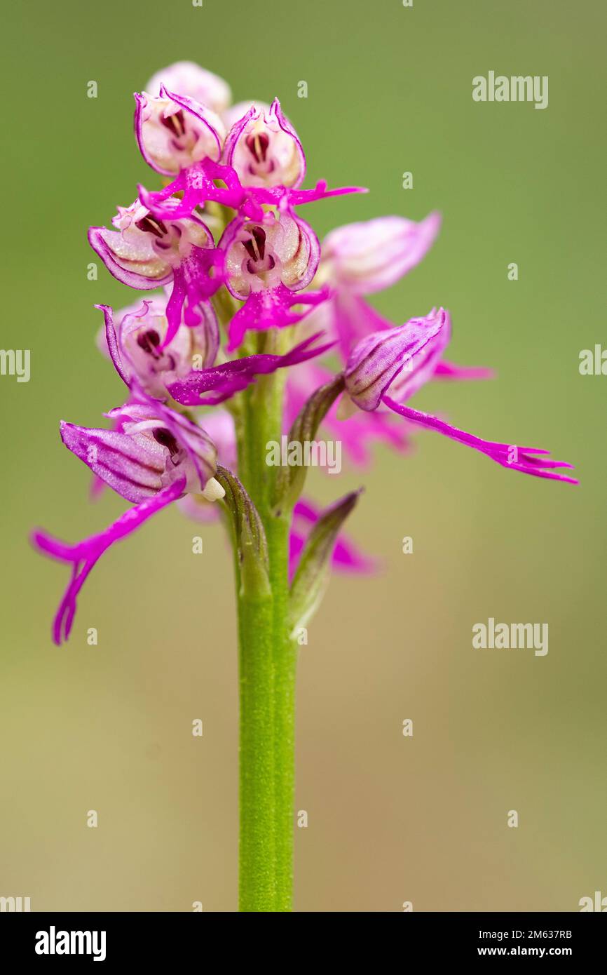 Closeup of delicate bright gentle blooming monkey orchid flower with ...