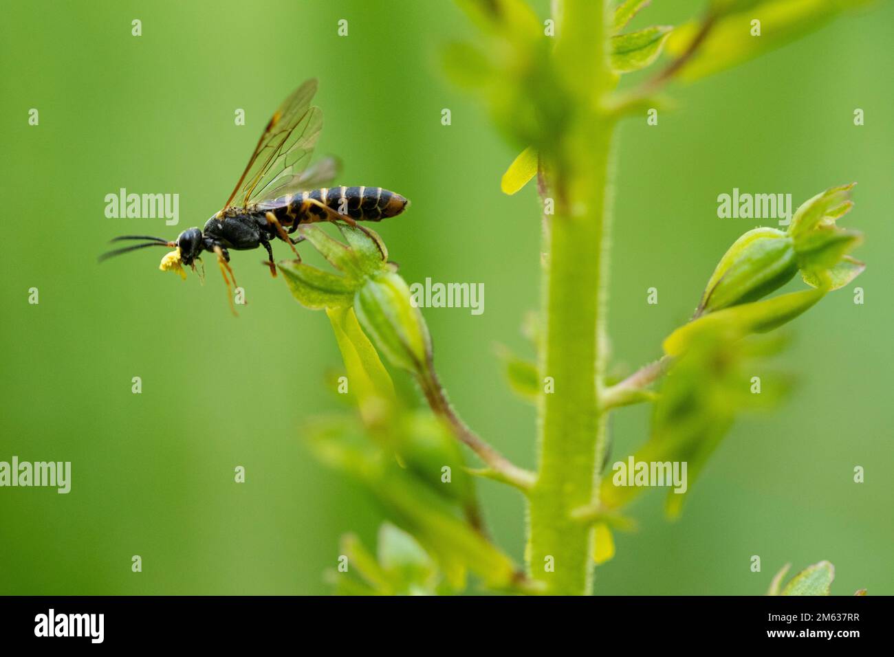 Side view of black and white wasp collecting nectar from fresh green ...