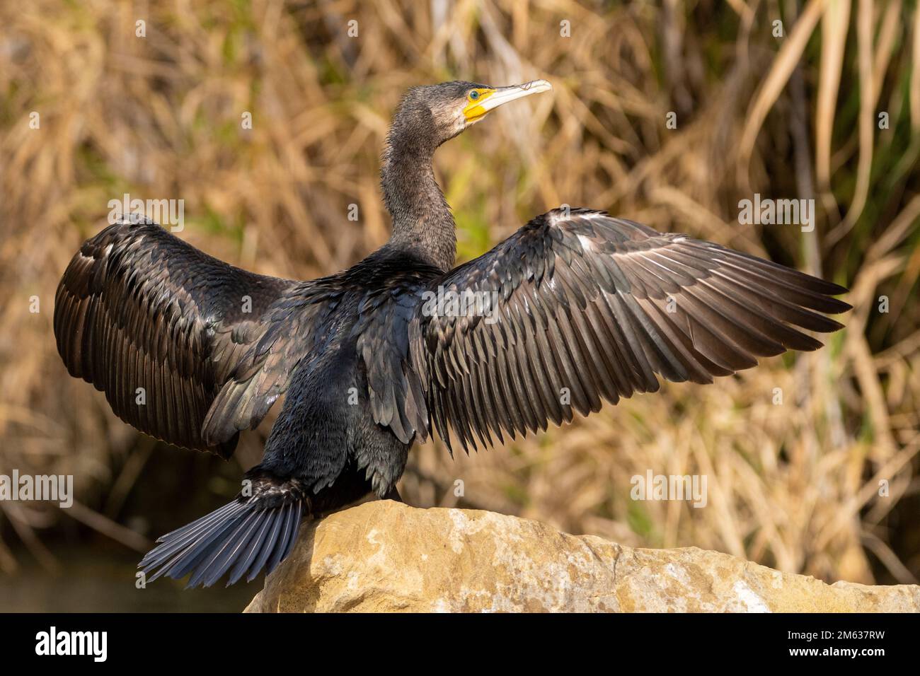 Wild phalacrocorax carbo bird with black plumage spreading wings and ...
