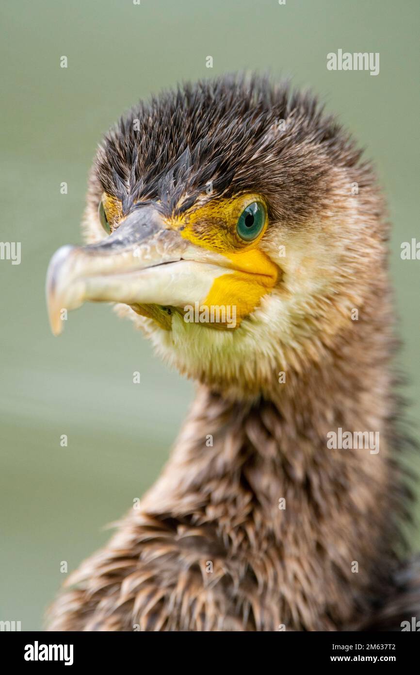 Soft focus of cute chick of great cormorant with green eyes in Amboseli ...