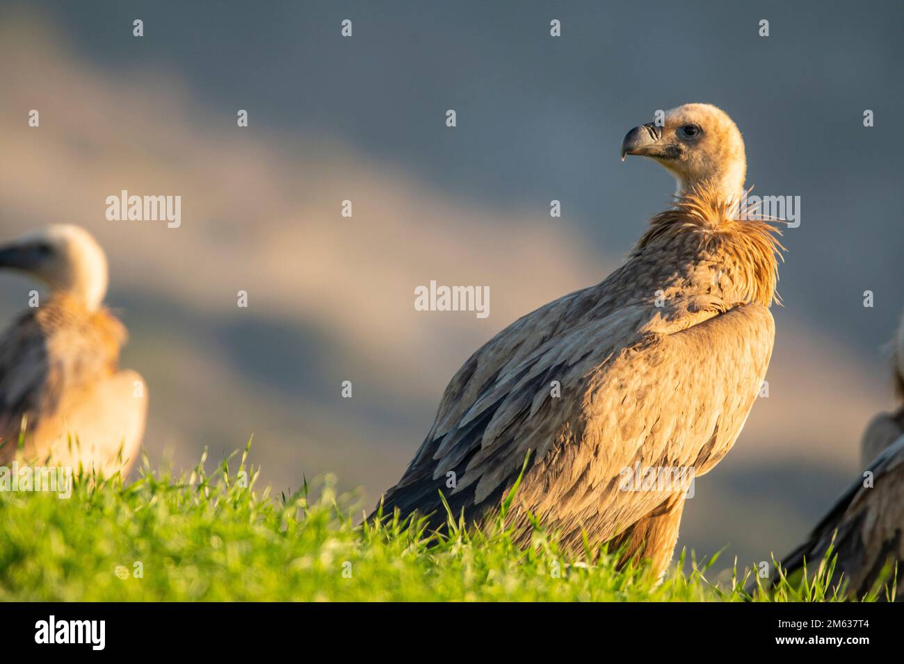 Group of wild gyps africanus birds sitting on green grass against ...