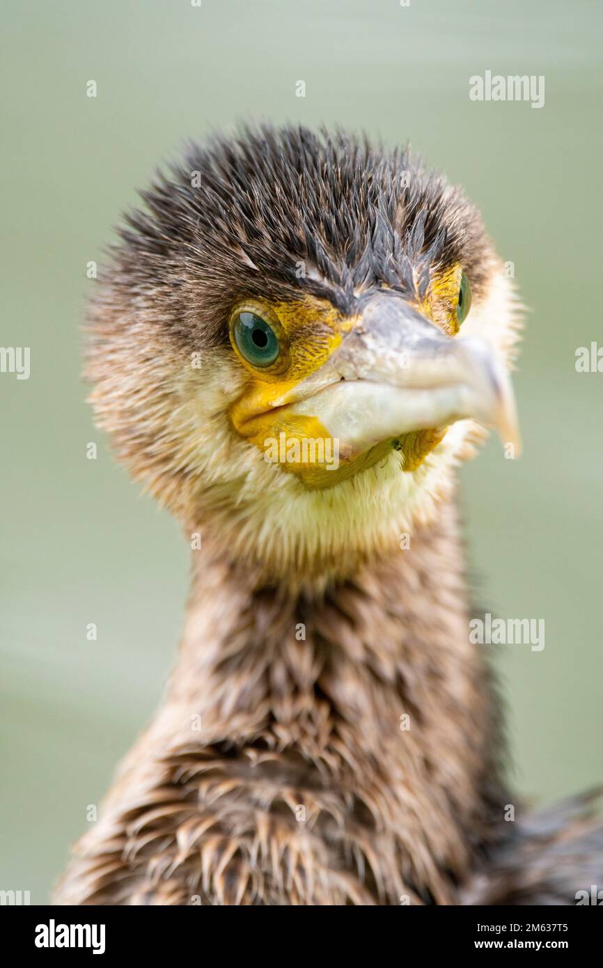 Soft focus of cute chick of great cormorant with green eyes looking at ...