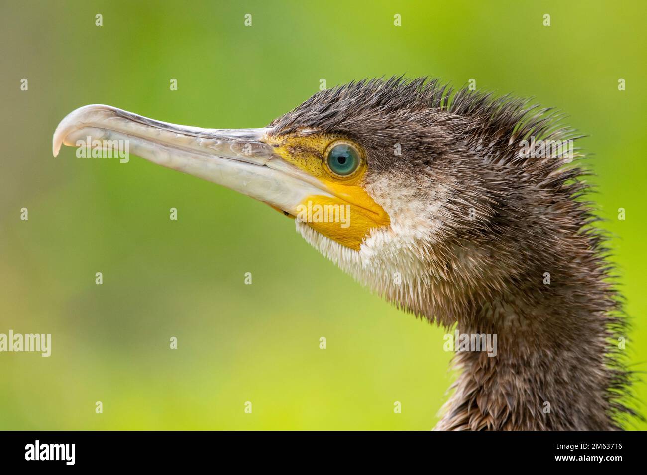 Side view of soft focus of cute chick of great cormorant with green ...