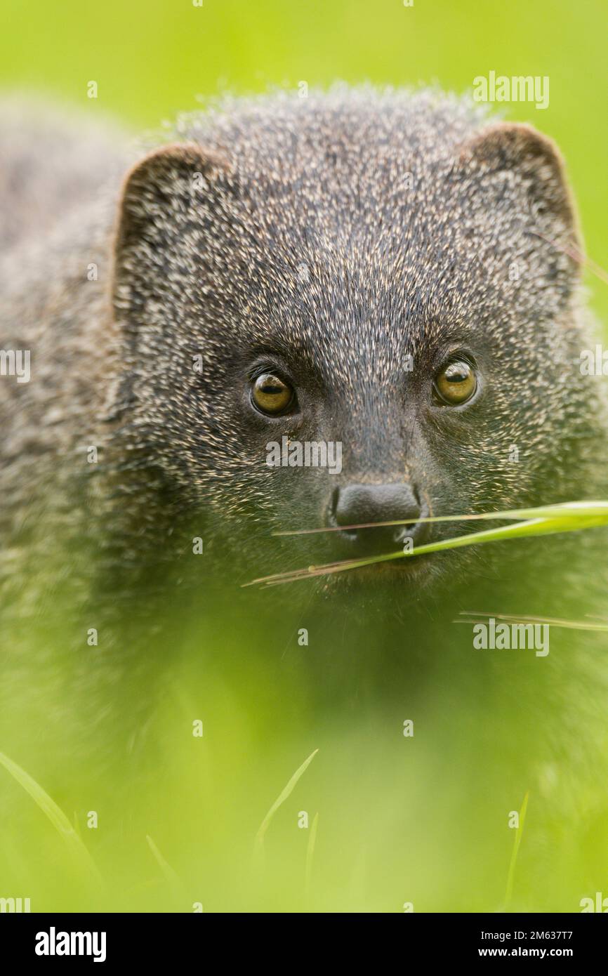 Egyptian mongoose chewing bloody feathers of bird and looking at camera ...