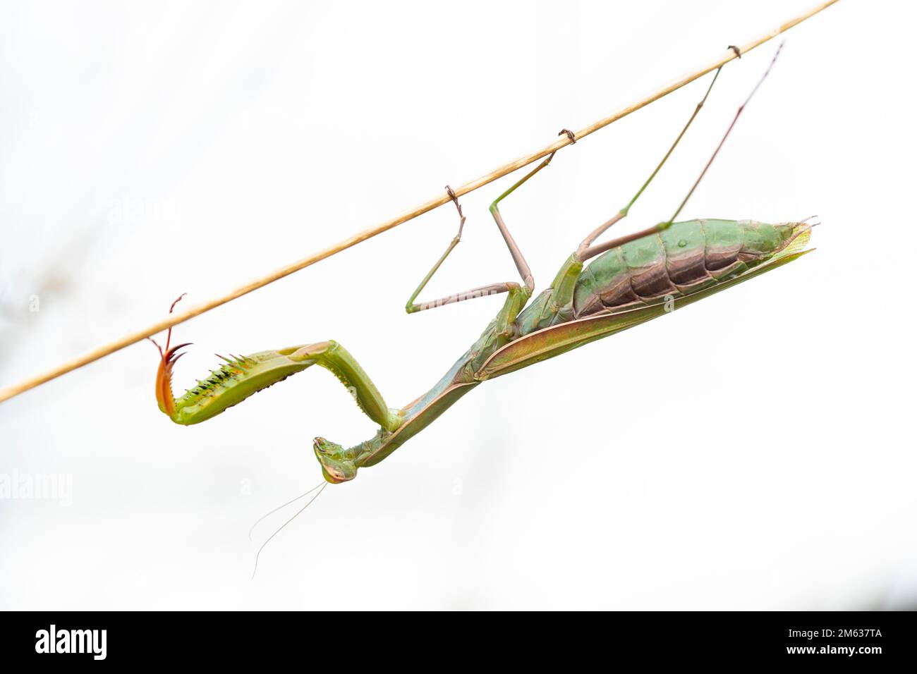 Praying mantis crawling hi-res stock photography and images - Alamy