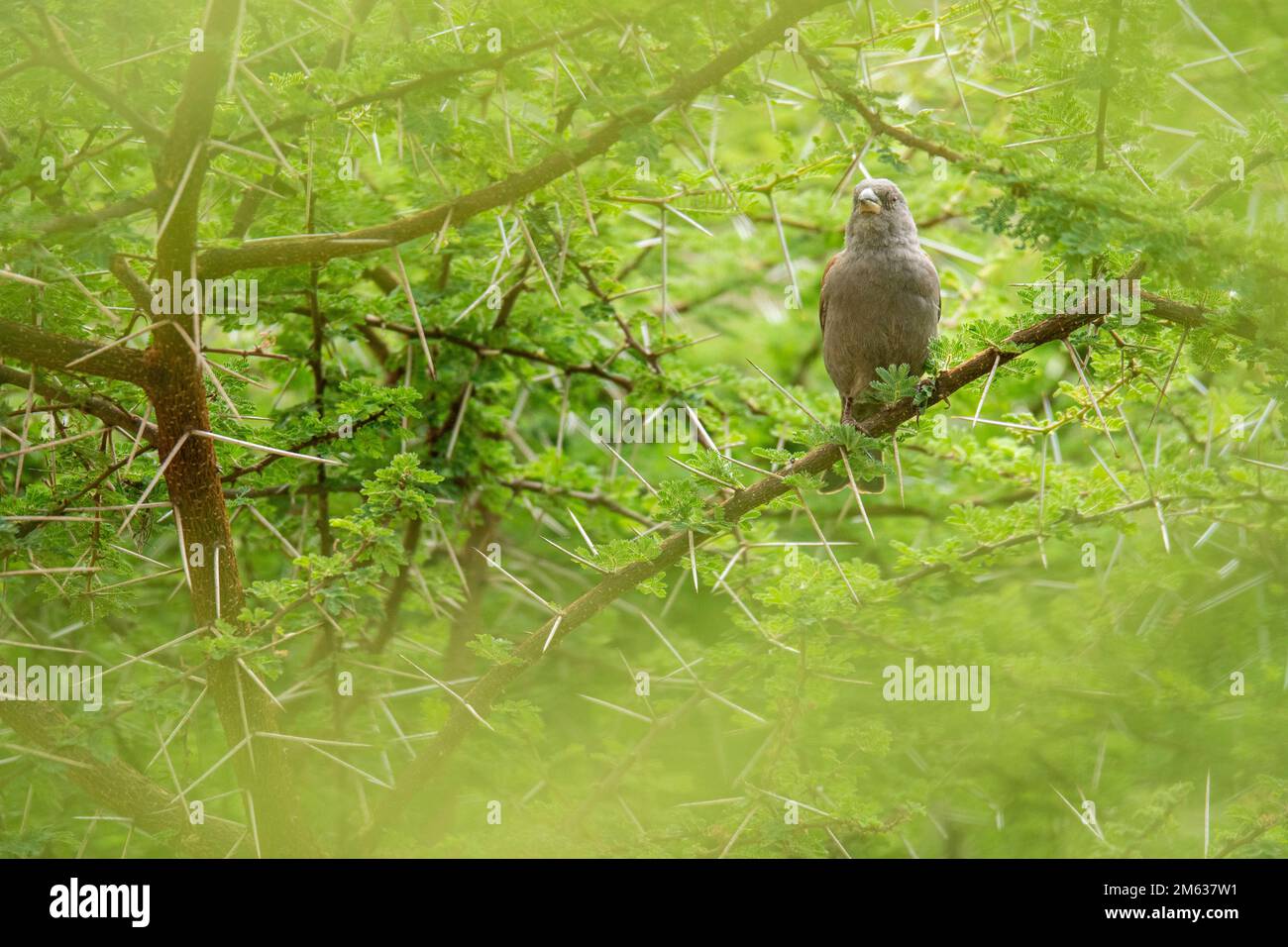 Low angle of wild passerine bird sitting on branch of tree with green ...