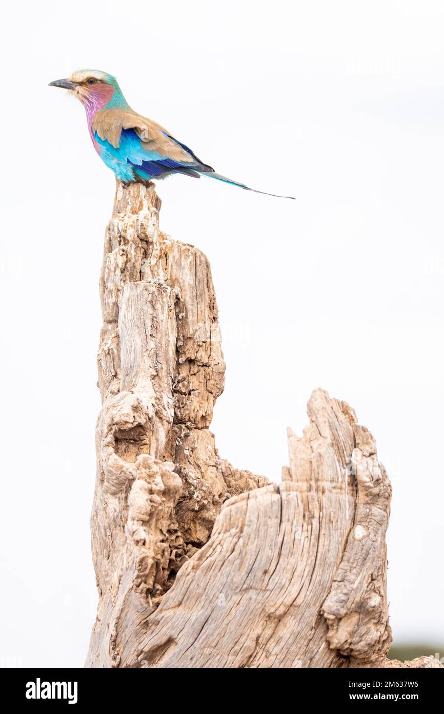 Colorful coracias caudatus bird sitting on dry stump of dead tree ...