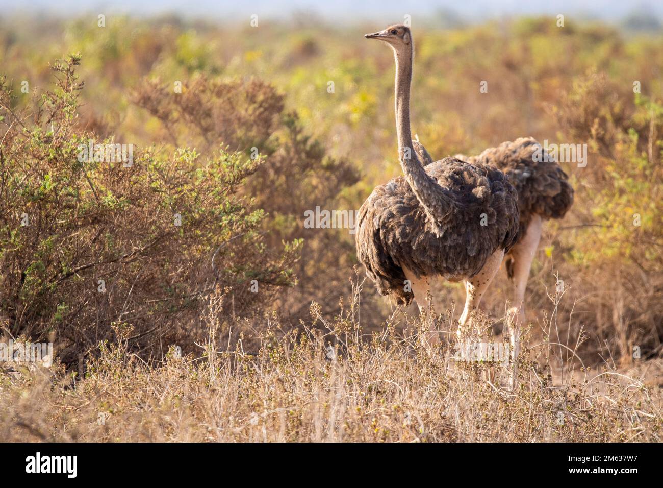 Struthio camelus bird with fluffy feather walking on dry grass near ...