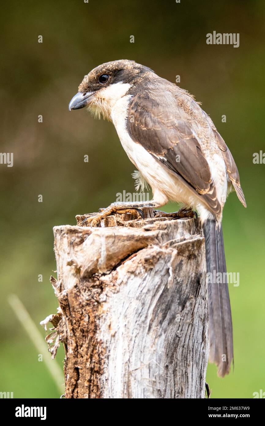 Wild lanius cabanisi bird sitting on dry tree stump on blurred ...