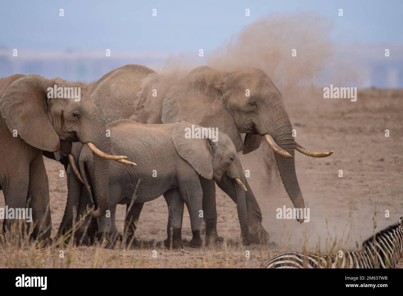 Herd of wild African bush elephants throwing dust on body for ...