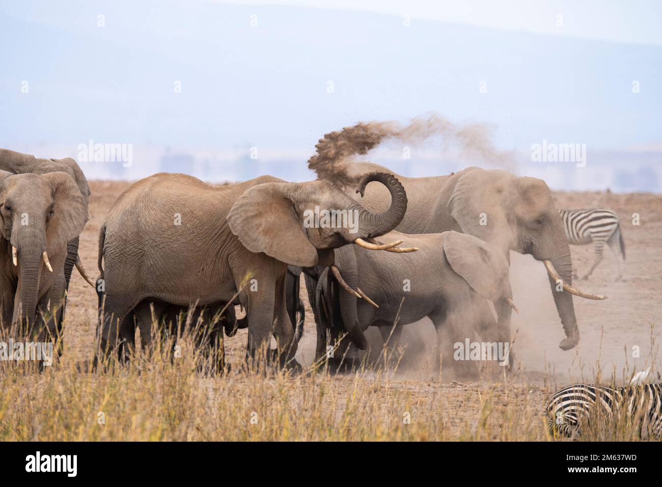 Herd of wild African bush elephants throwing dust on body for ...