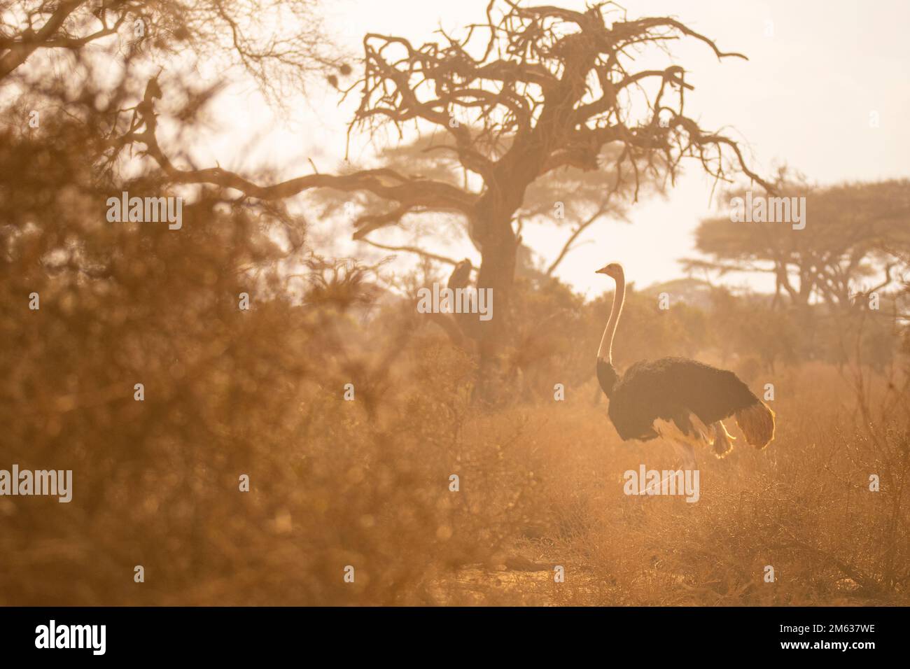 Struthio camelus bird walking near leafless tree in savanna of Amboseli ...