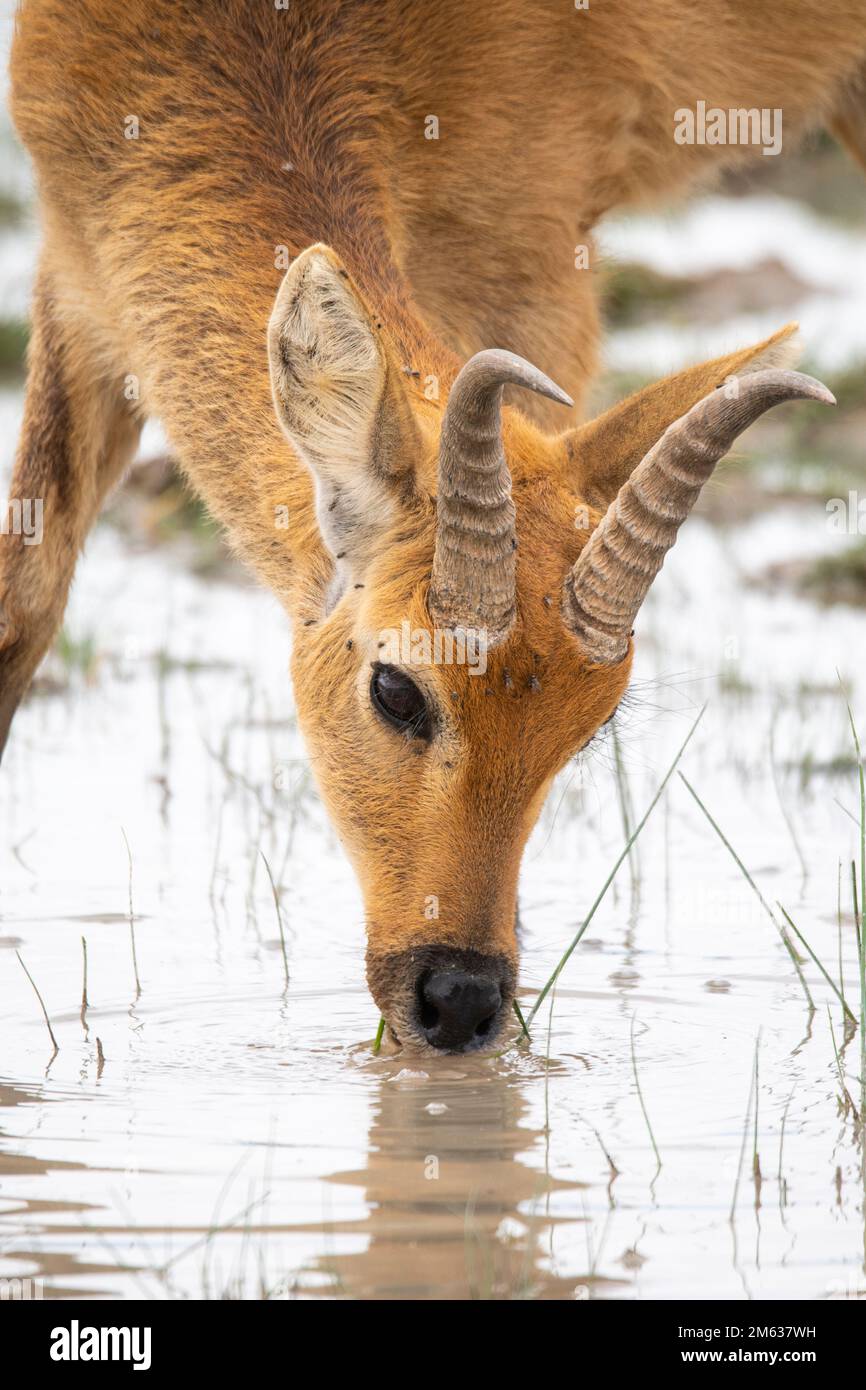 Wild bohor reedbuck drinking clean fresh water in savanna of Amboseli ...