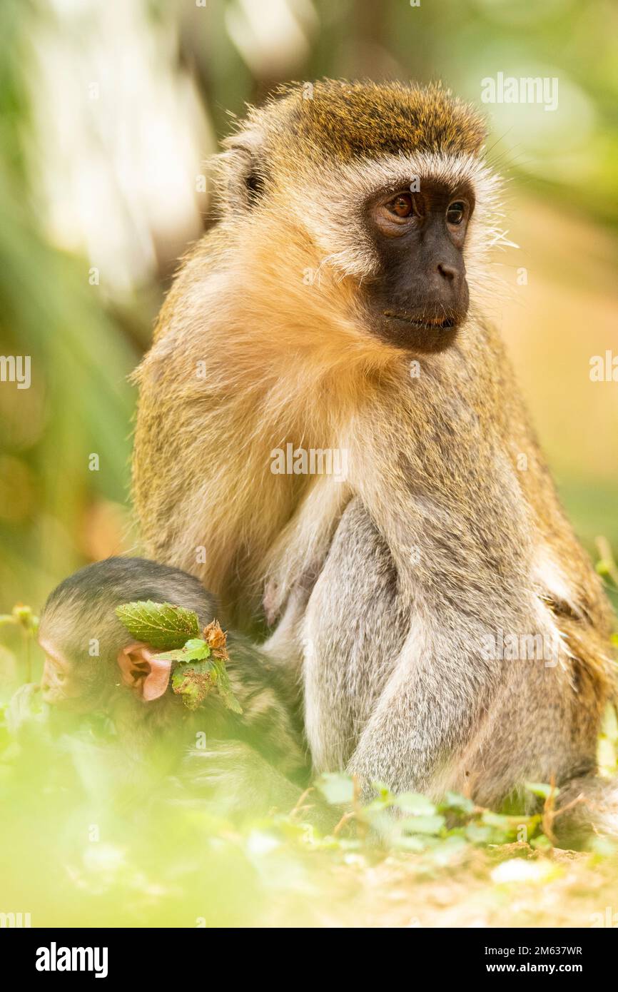 Yellow baboon mother playing with infant while sitting on grassy ground ...