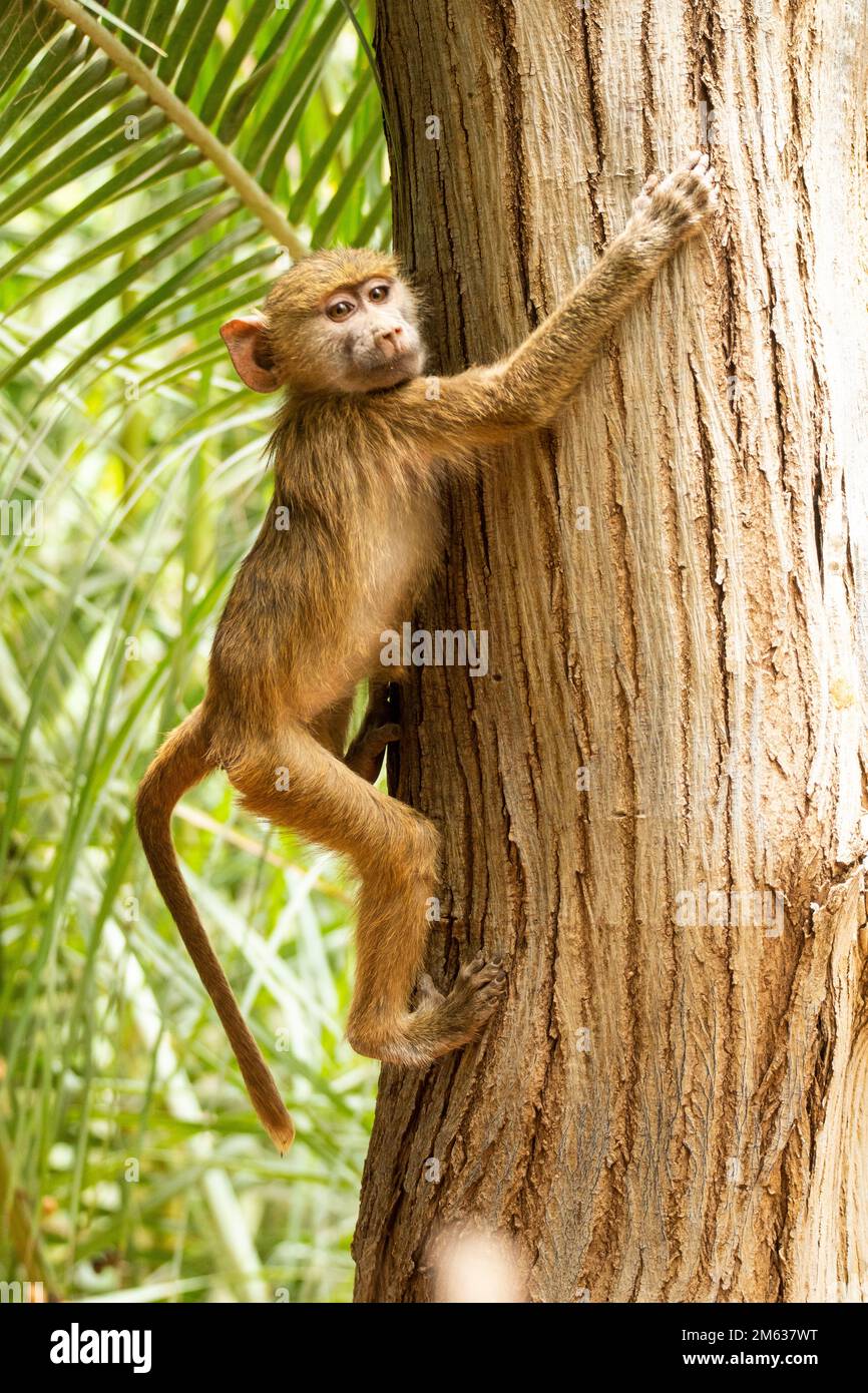 Infant of yellow baboon climbing tree trunk and looking at camera ...
