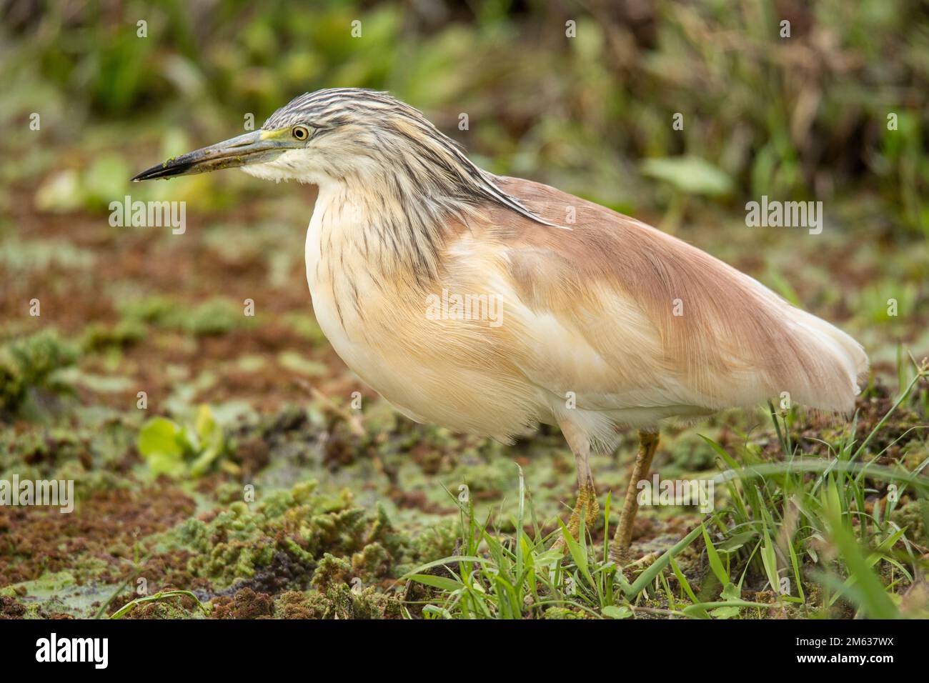 Wild ardeola ralloides bird sitting on grassy shore of water reservoir ...