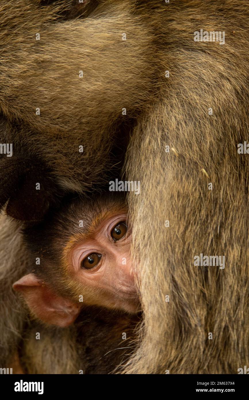 Cute infant of yellow baboon hiding behind leg of mom and looking at ...
