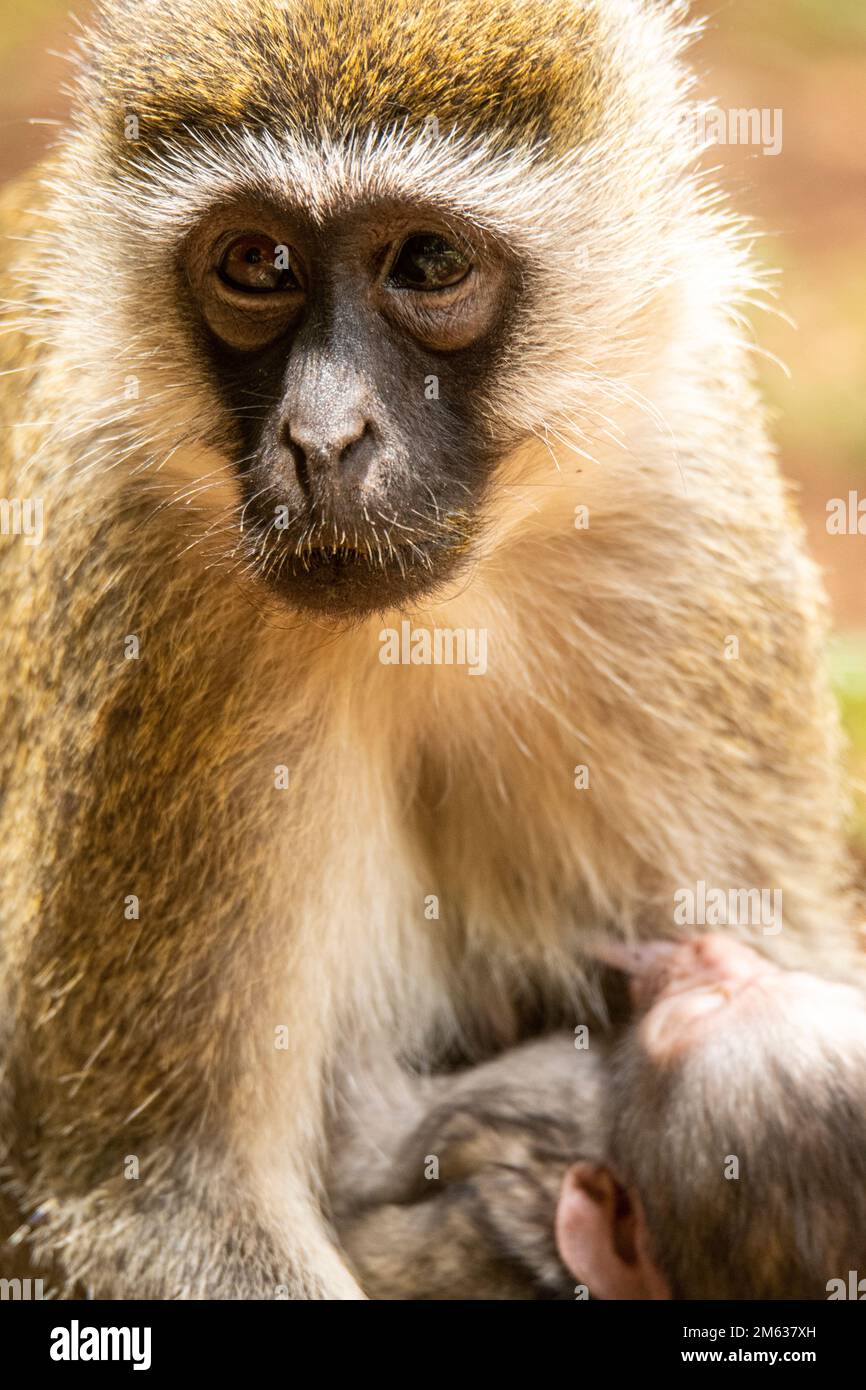 Wild green monkey mother looking away and breastfeeding infant in ...