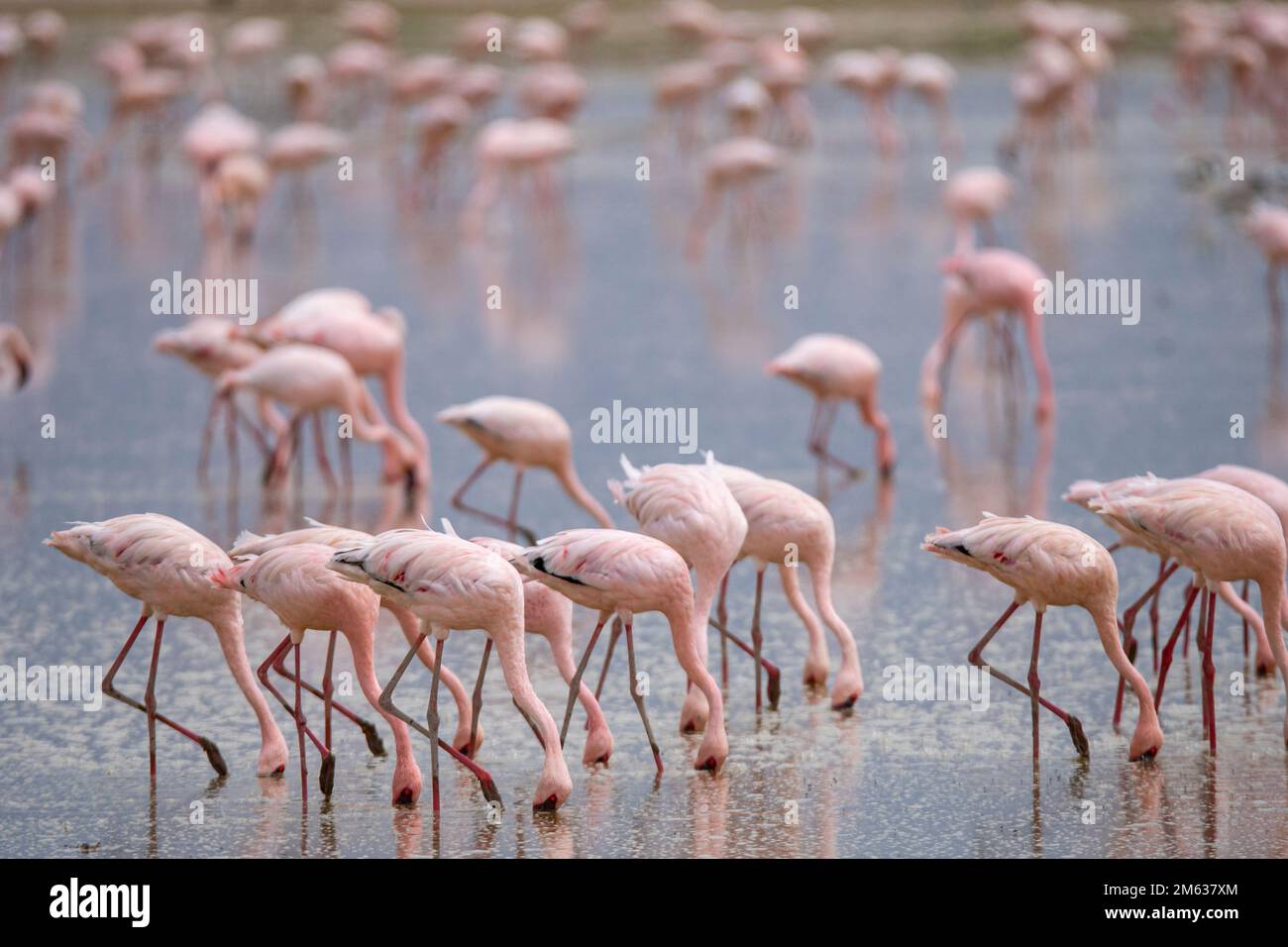 Flock of greater flamingos standing in clean water and soaring over ...
