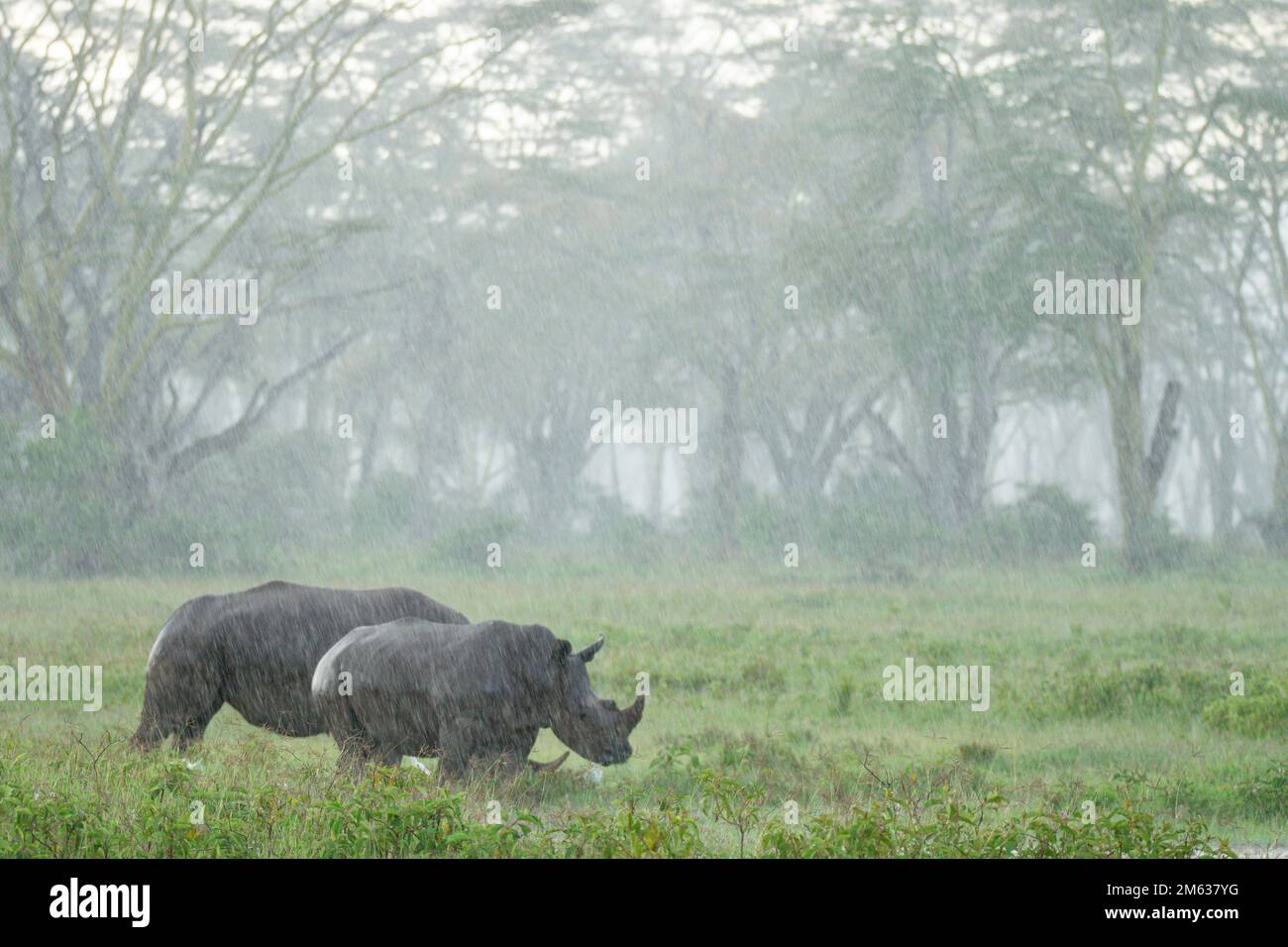 Pair of white rhinos grazing in field under heavy rain on summer day in ...
