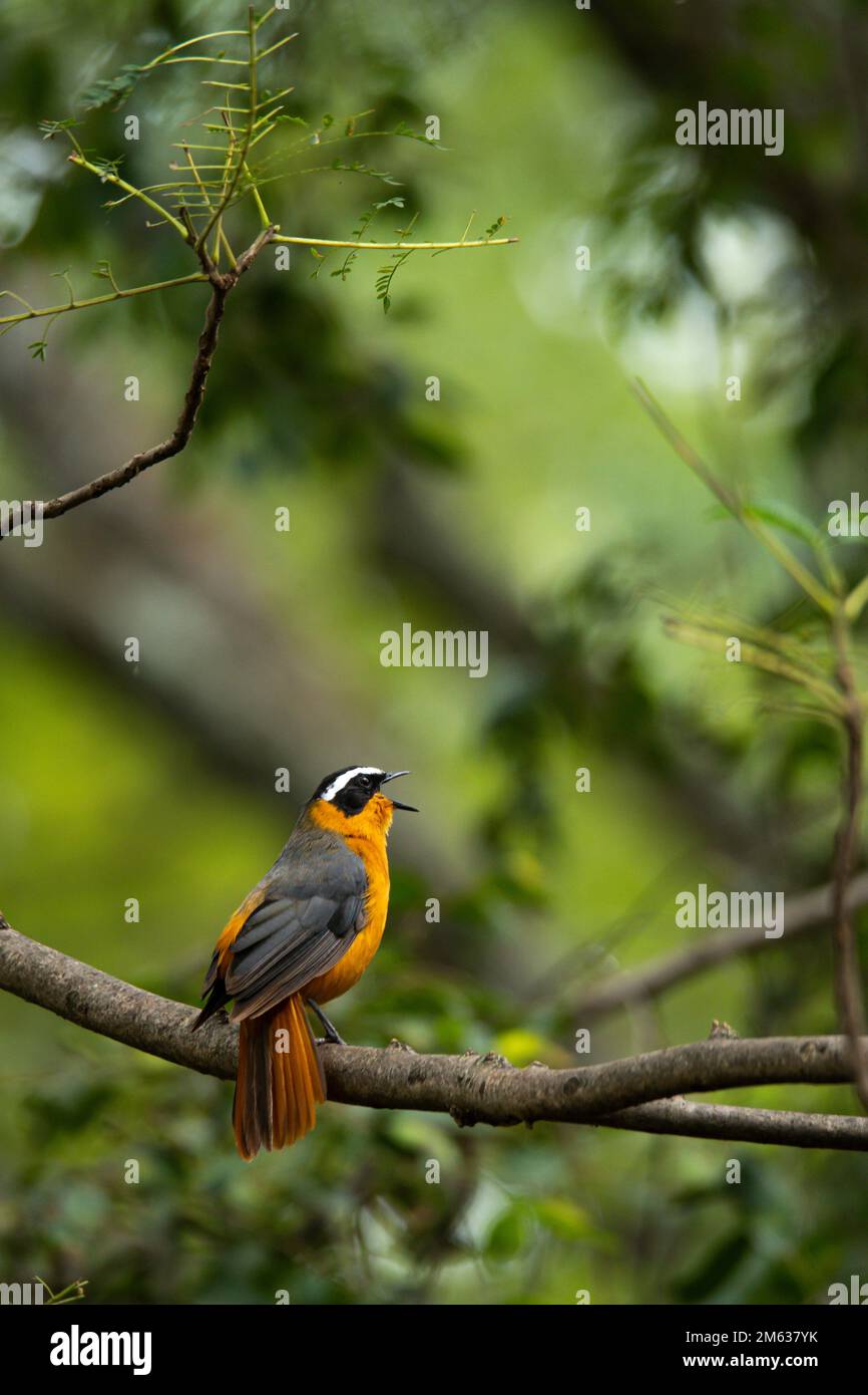 Cute cossypha heuglini bird sitting on leafless branch on blurred ...