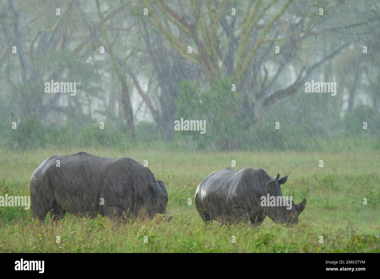 Pair of white rhinos grazing in field under heavy rain on summer day in ...