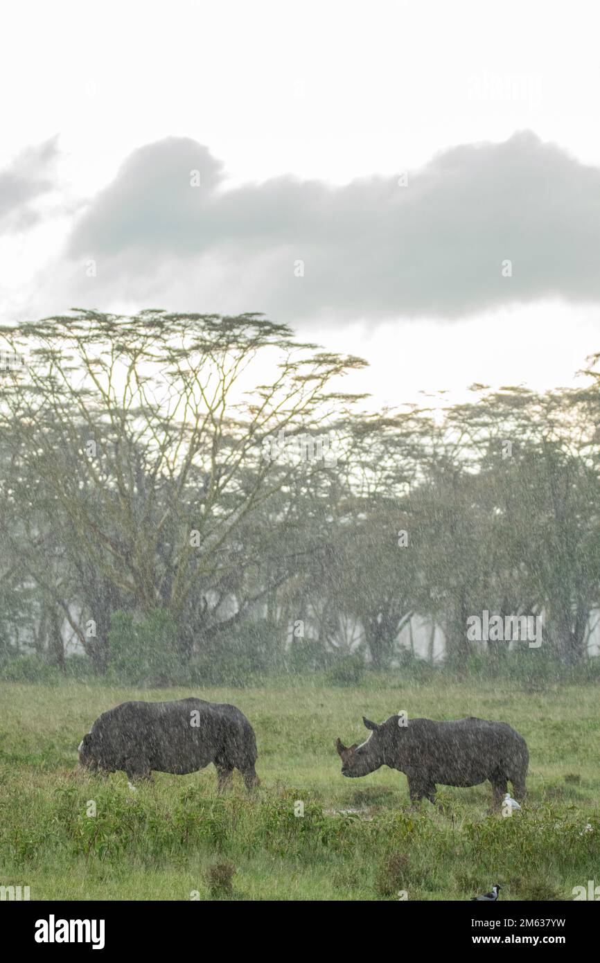 Pair of white rhinos grazing in field under heavy rain on summer day in ...