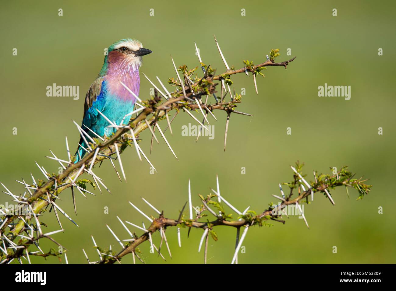 Colorful coracias caudatus bird sitting on thin twig amidst long thorns ...