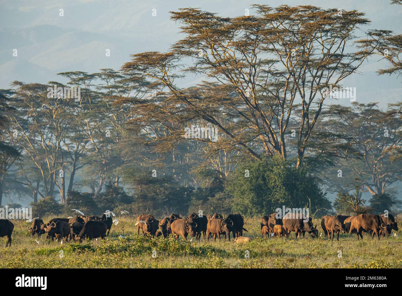 Group wild bisons eating hi-res stock photography and images - Alamy