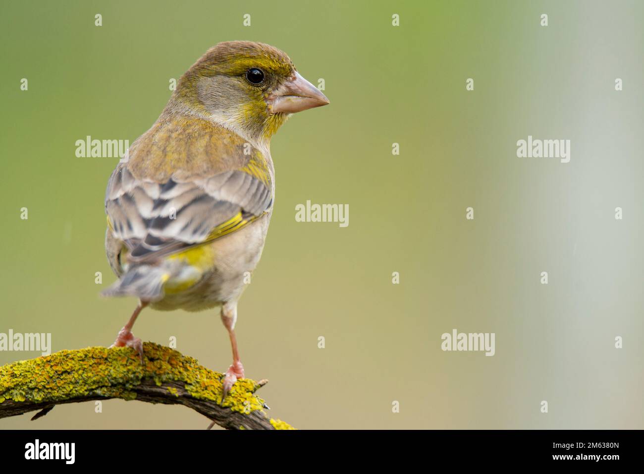 Cute female greenfinch with brown and yellow plumage sitting on tree ...