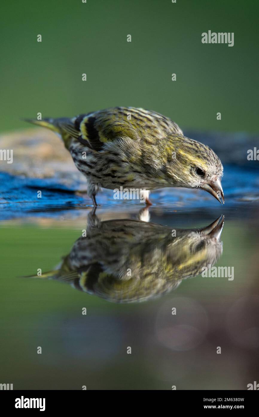 Wild Lugano goldfinch with gray and yellow plumage reflecting in puddle ...