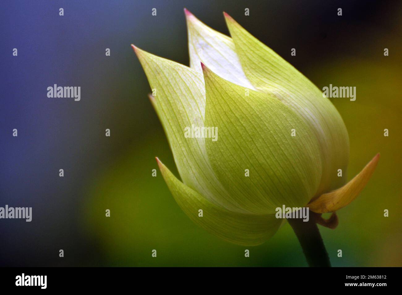 Blossoming lotus flowers Stock Photo - Alamy