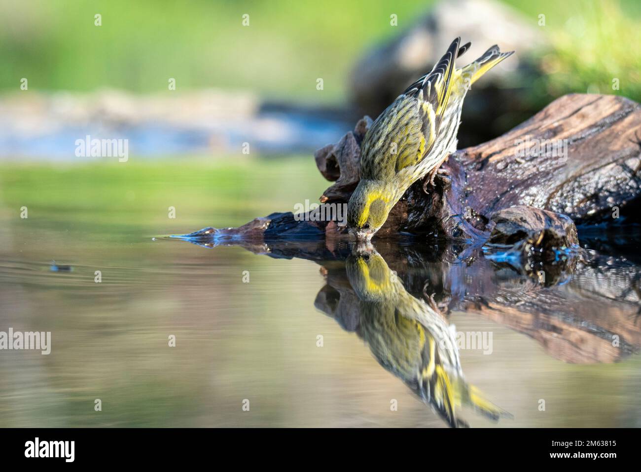 Lugano goldfinch hi-res stock photography and images - Alamy
