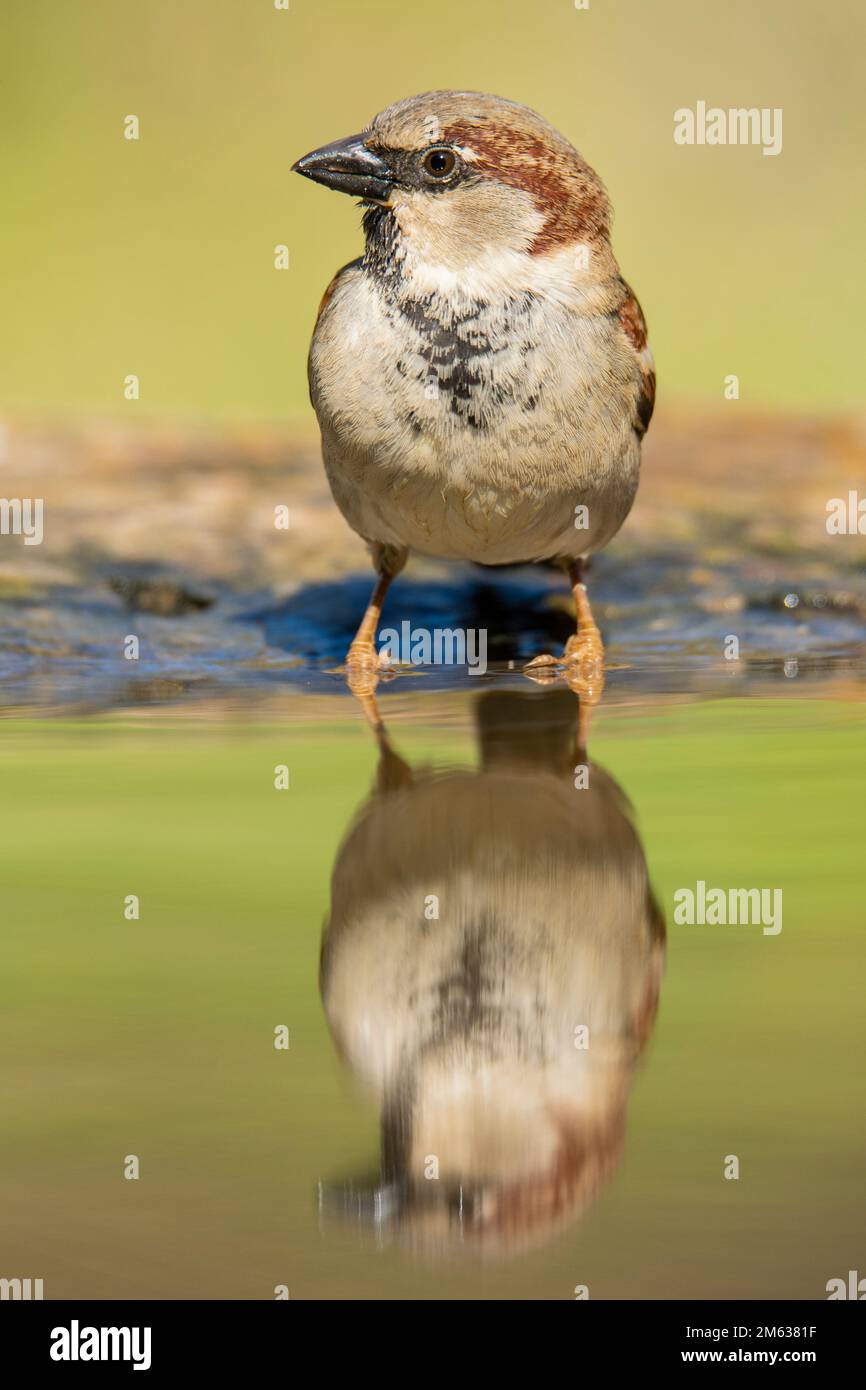 Small male passer domesticus bird with brown plumage standing in puddle ...