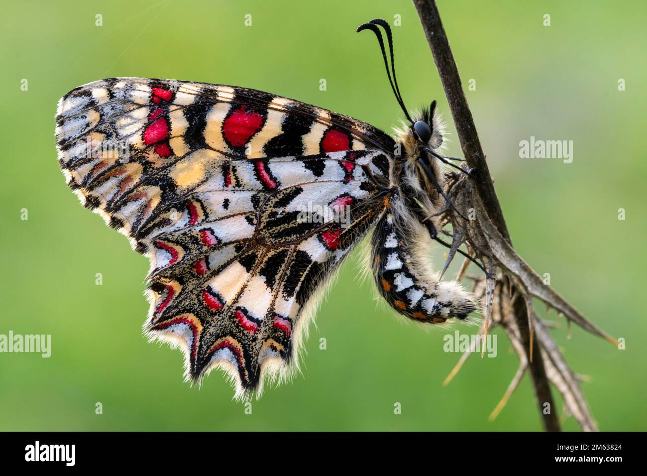 Close up of bright harlequin butterfly with ornamental wings sitting on ...