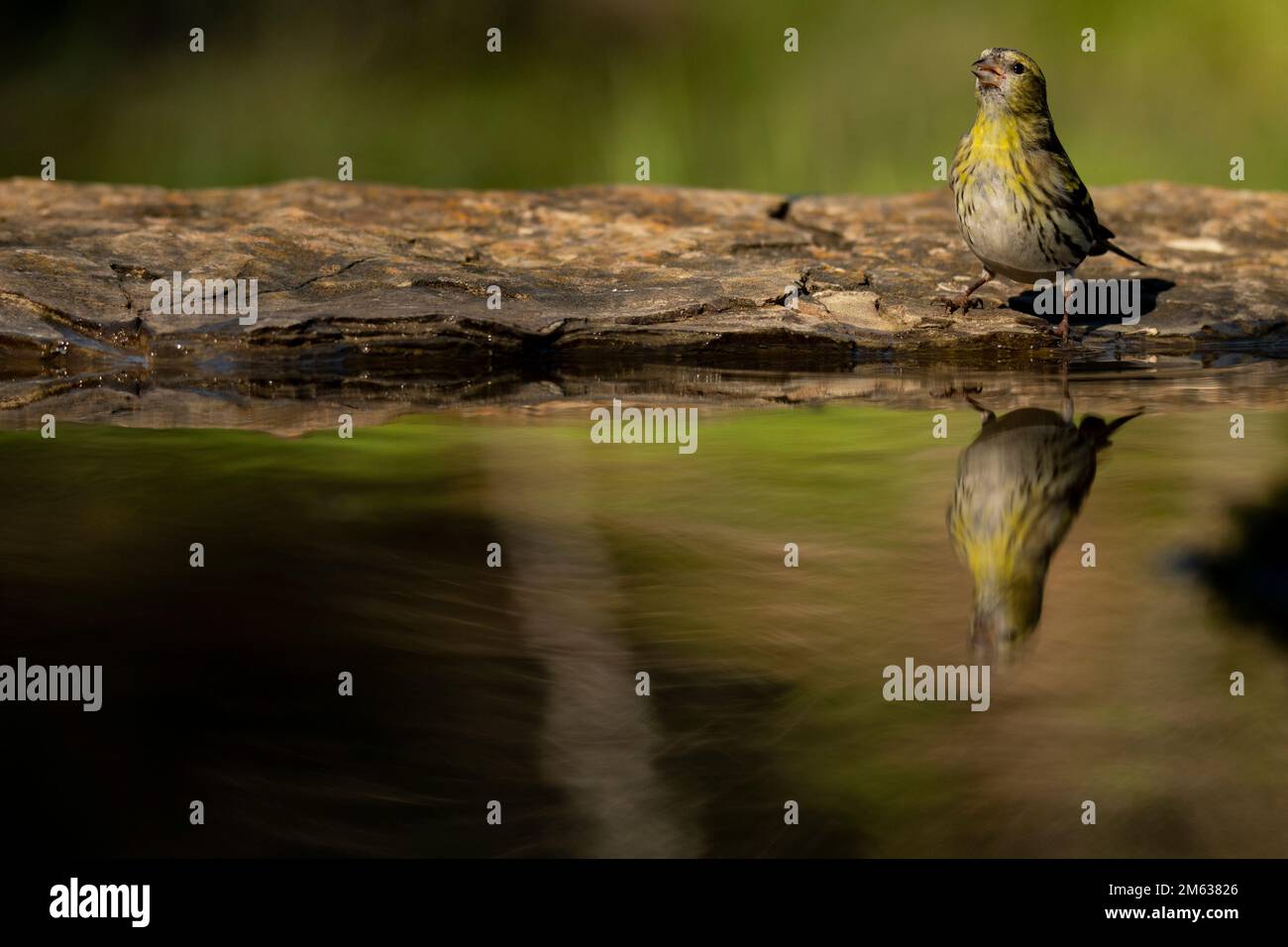Wild female Lugano goldfinch sitting on ground while drinking water and ...