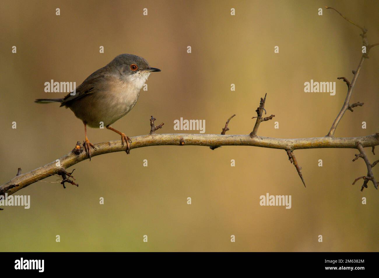Cute female sylvia melanocephala with gray plumage sitting on leafless ...
