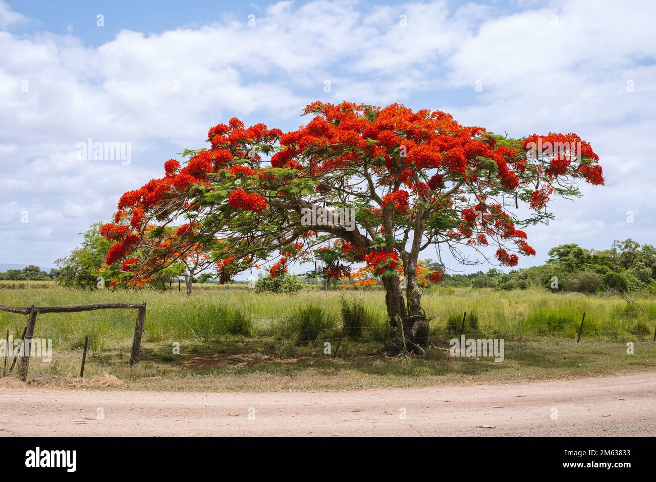 Picturesque scenery of red Delonix regia tree growing in countryside of ...