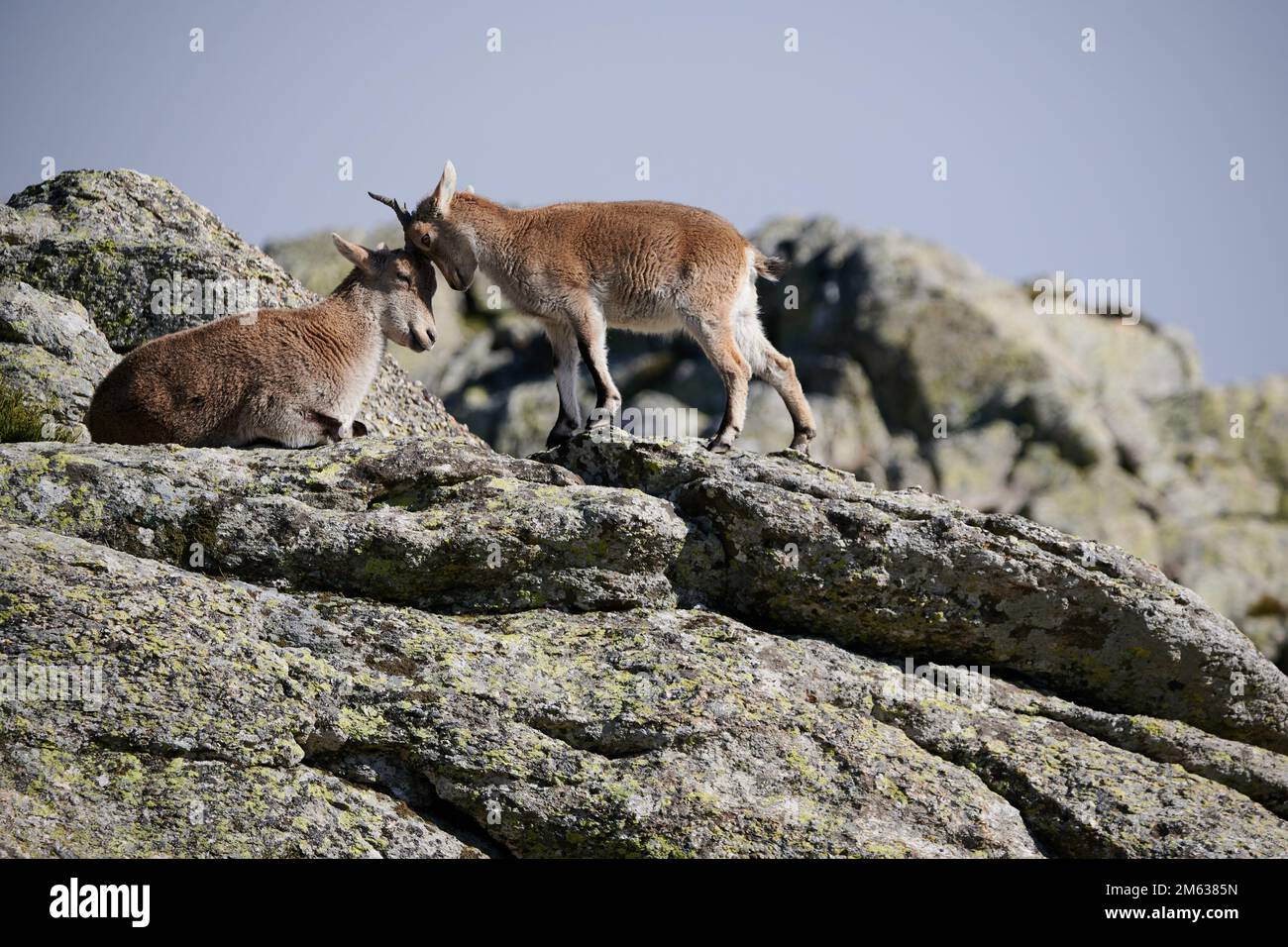 Wild mountain brown kid and nanny goats on rocky cliff against ...