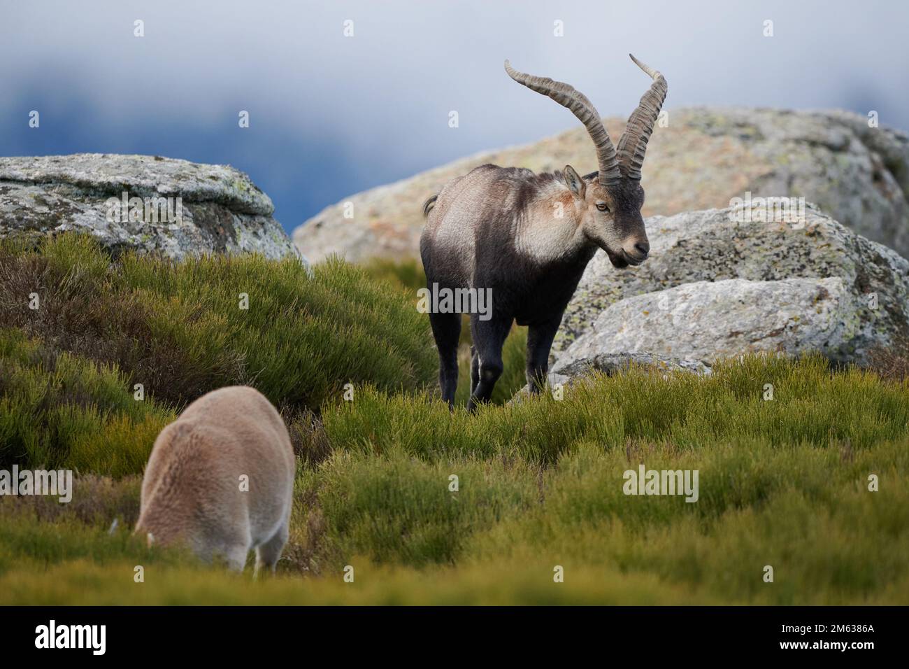 Wild mountain brown and black goat with long horns standing near rock ...